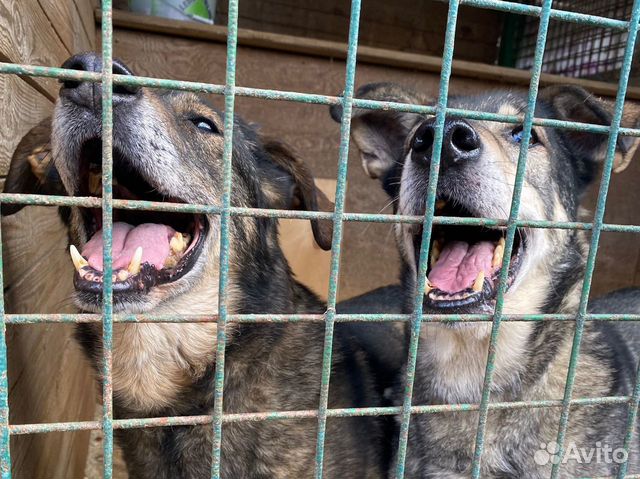 Спешите делать добрые дела