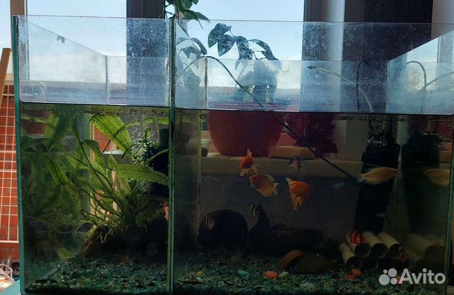 Аквариум с рыбками