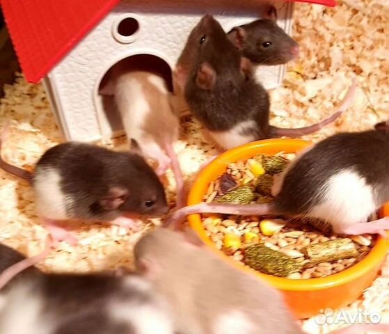 Крысята дамбо