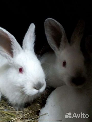 Кролики породы Калифорния