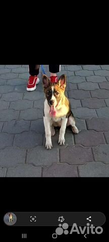 Собака метис