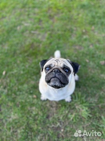 Мопс ищет девочку для взяки