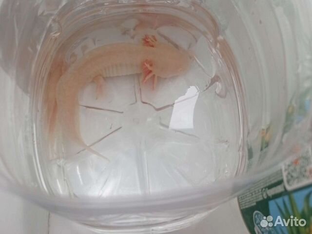 Продам аксолотлей