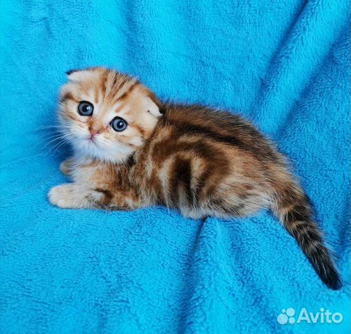 Британские вислоухие котята