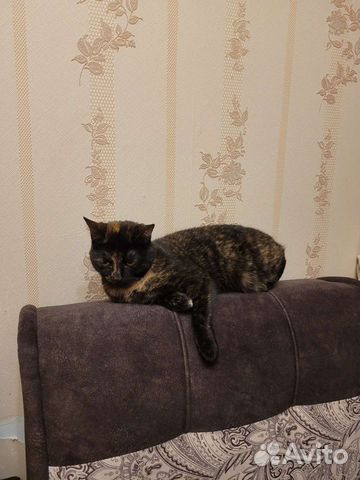 Кошка в дар бесплатно