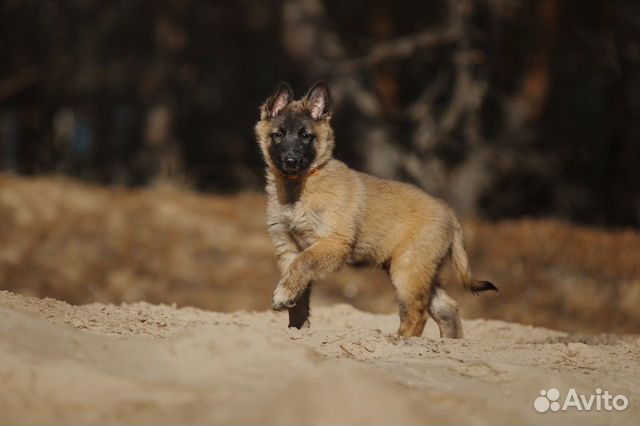 Щенок бельгийской овчарки Тюрверен