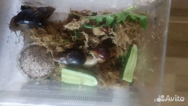 Улитки Ахотины