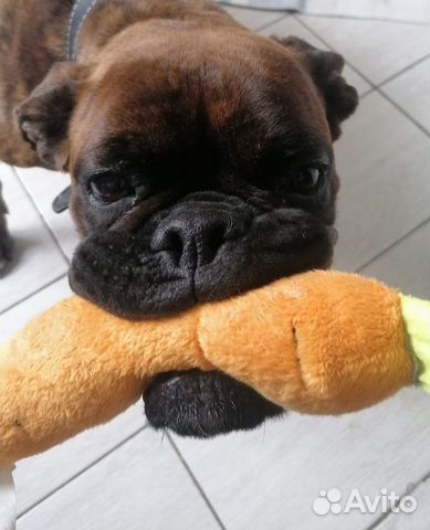 Сука немецкого боксера в дар