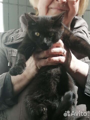 Черный котенок мальчик 3,5 мес