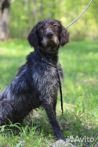 Собака в добрые руки