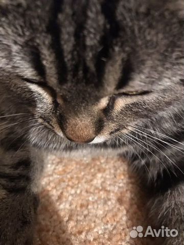 Кот Чарли