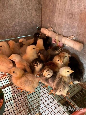Цыплята несушки
