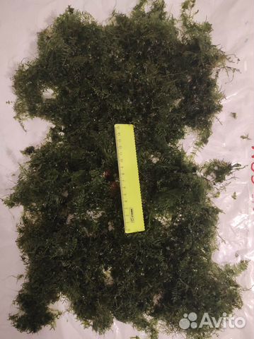 Мох прополка