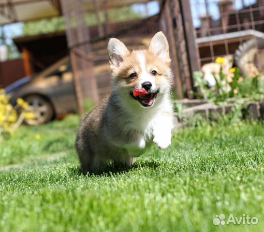 Отличные Щеночки Коржики