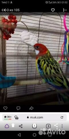 Розелла пестрая