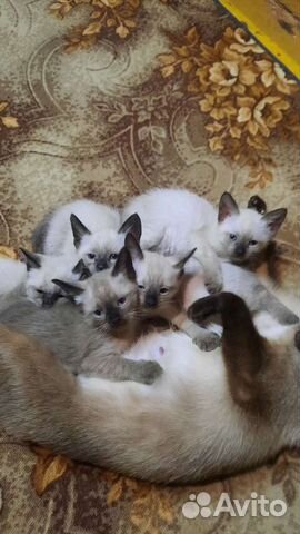 Сиамские котята