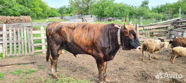 Быки на мясо живым весом