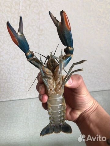 Австралийский красноклешневый рак