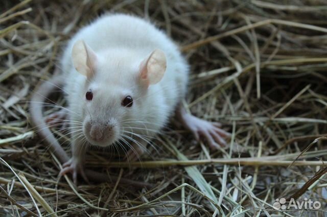 Крысята, крыса, крысы