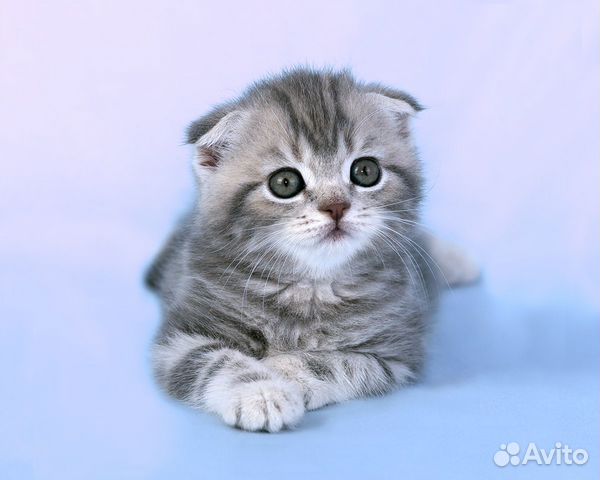 Шотландский вислоухий котенок голубой мрамор девоч