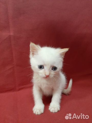 Белый котенок с рыжим хвостиком и ушками