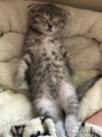 Котята Шотландской породы