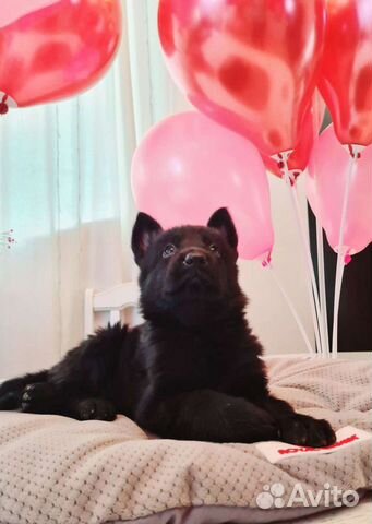 Очень красивые малыши немецкой овчарки