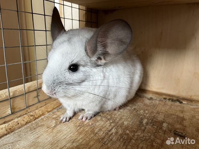 Шиншилла