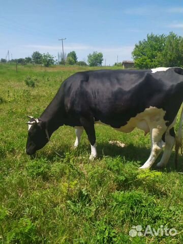 Корова высокоудойная