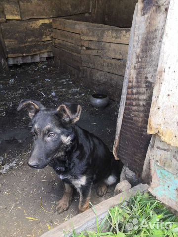 Собака в добрые руки щенок