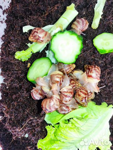 Улитята ахатина