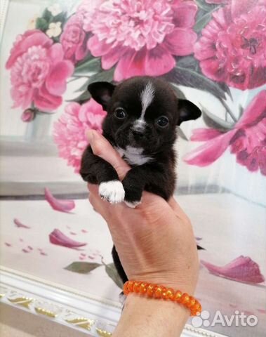 Чёрная Жемчужинка