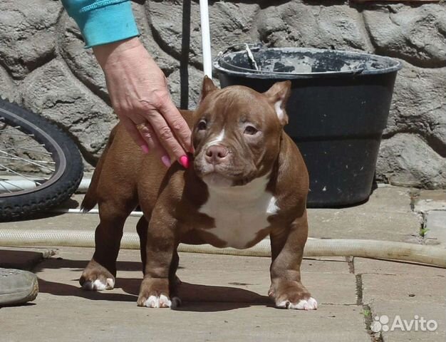 Американский булли микро экзот