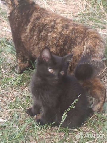 Котенок в дар бесплатно