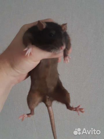 Крыса с клеткой