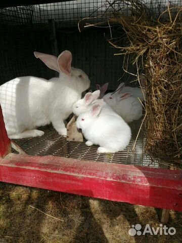 Крольчиха с крольчатами