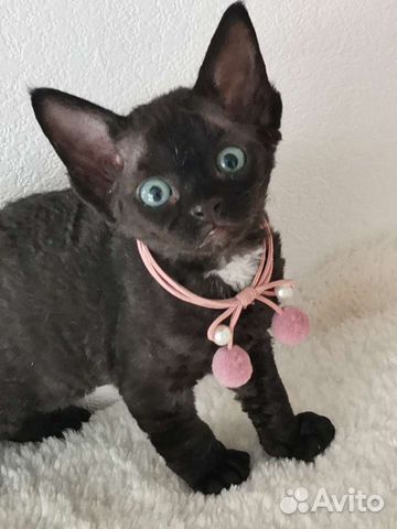 Котята девон-рекс