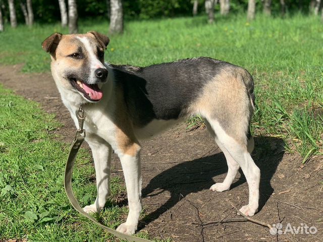 Маленькая собака из приюта в дар