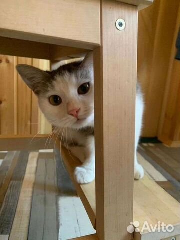 Неделя на поиск дома для юной кошки