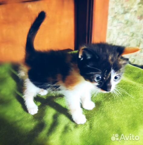 Трехцветный котенок бесплатно в добрые руки в дар