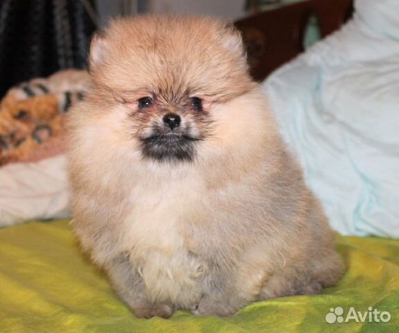 Мини-пупсик