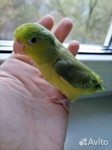 Попугай воробьиный