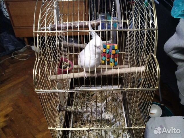 Попугай карелла