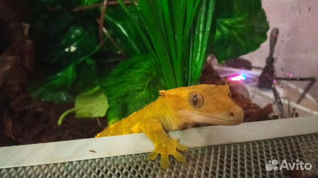 Бананоед самец Yellow Harlequin