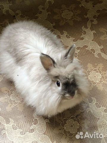 Кролик декоративный