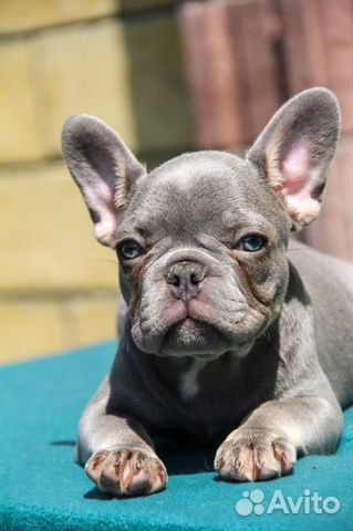 Французский бульдог. Лиловый окрас. Девочка