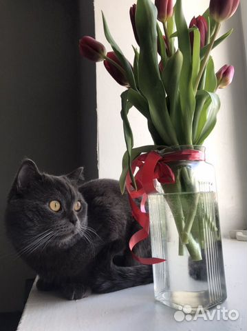 Кот на вязку