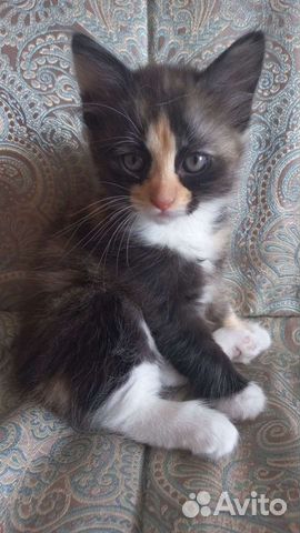 Котята тайской кошки