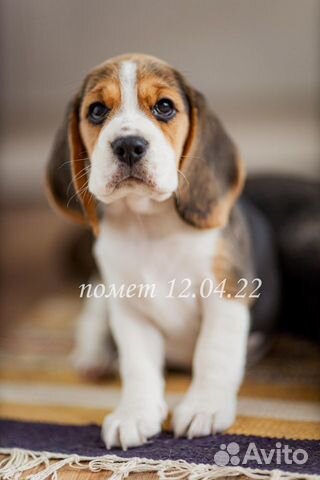 Щенки бигль девочка