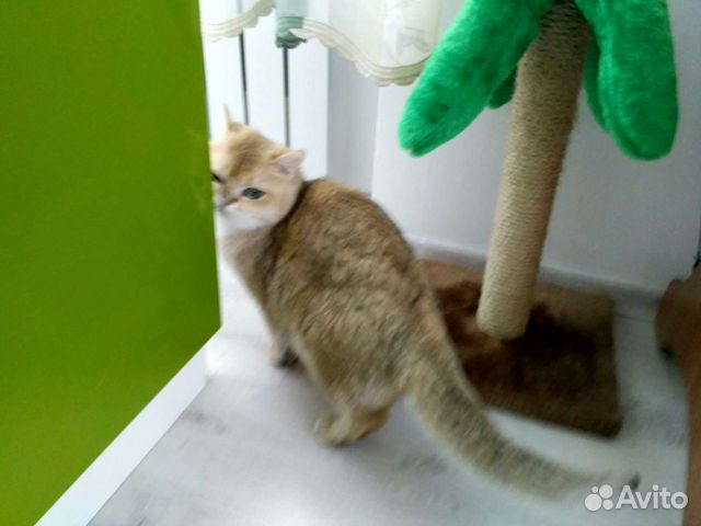 Британская золотая шиншилла